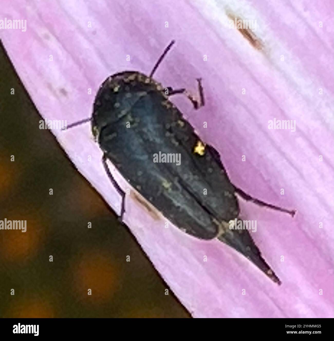 Mordella hi-res stock photography and images - Alamy