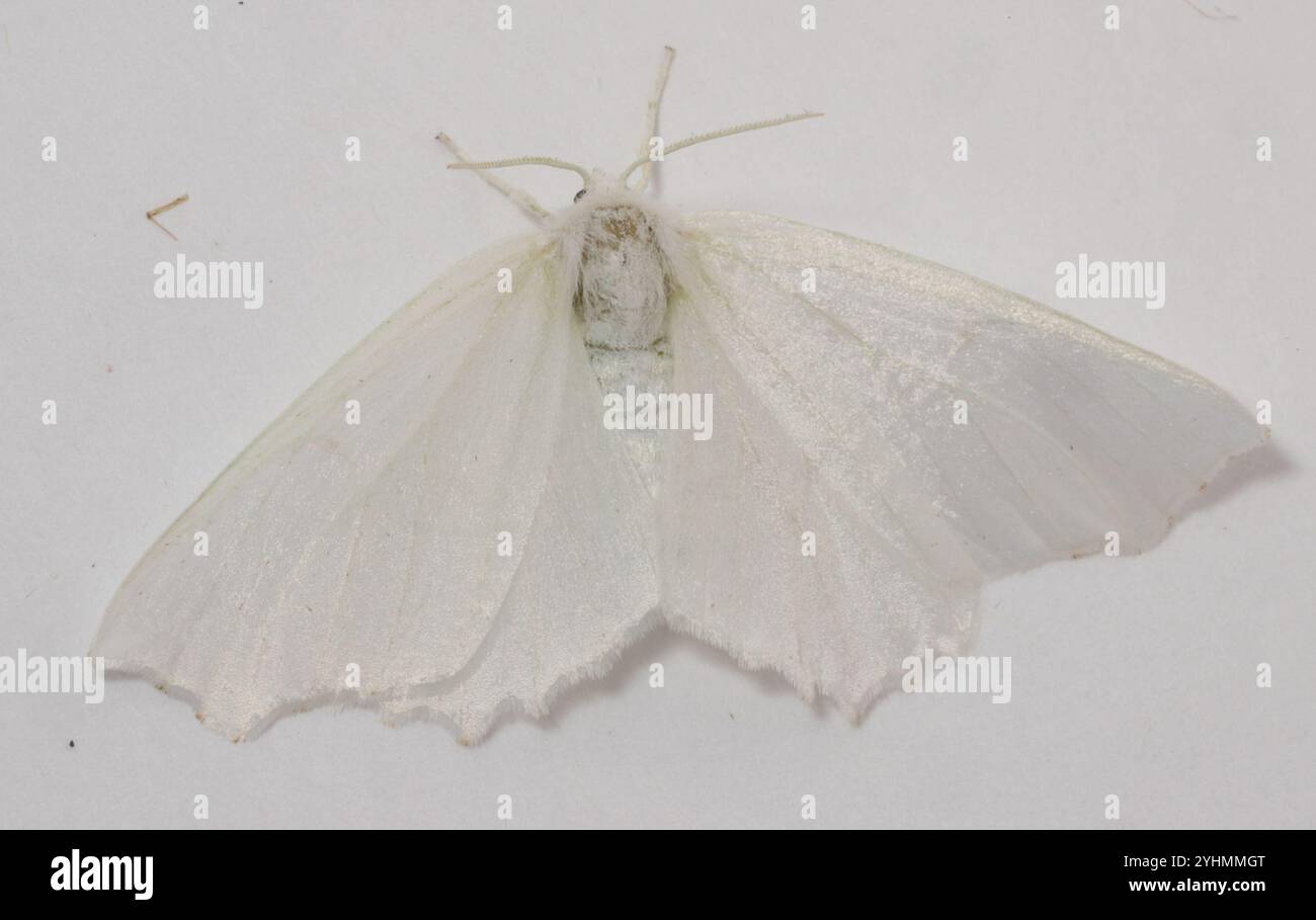 Elm Spanworm Moth (Ennomos subsignaria Stock Photo - Alamy