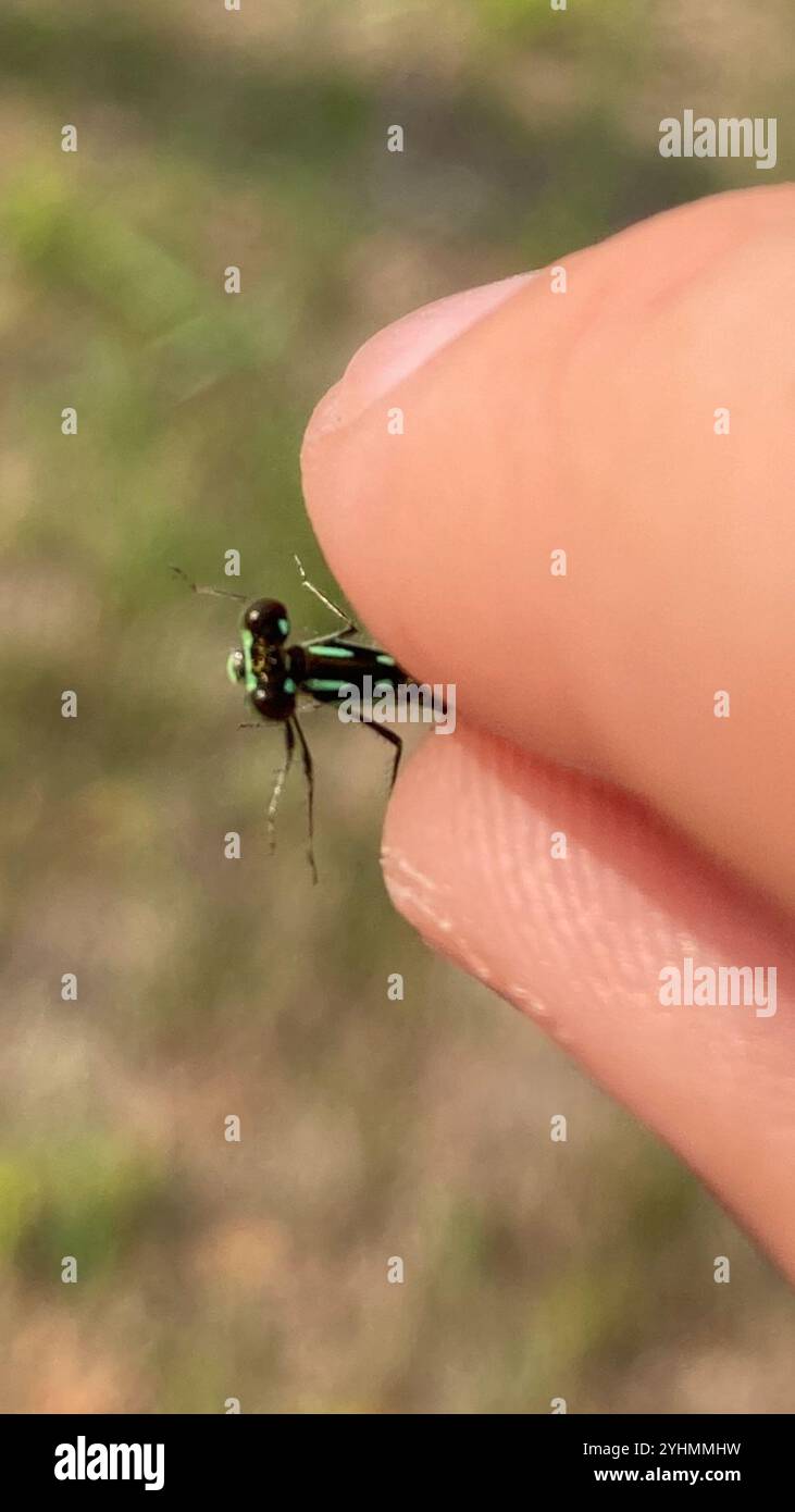 Fragile Forktail (Ischnura posita Stock Photo - Alamy