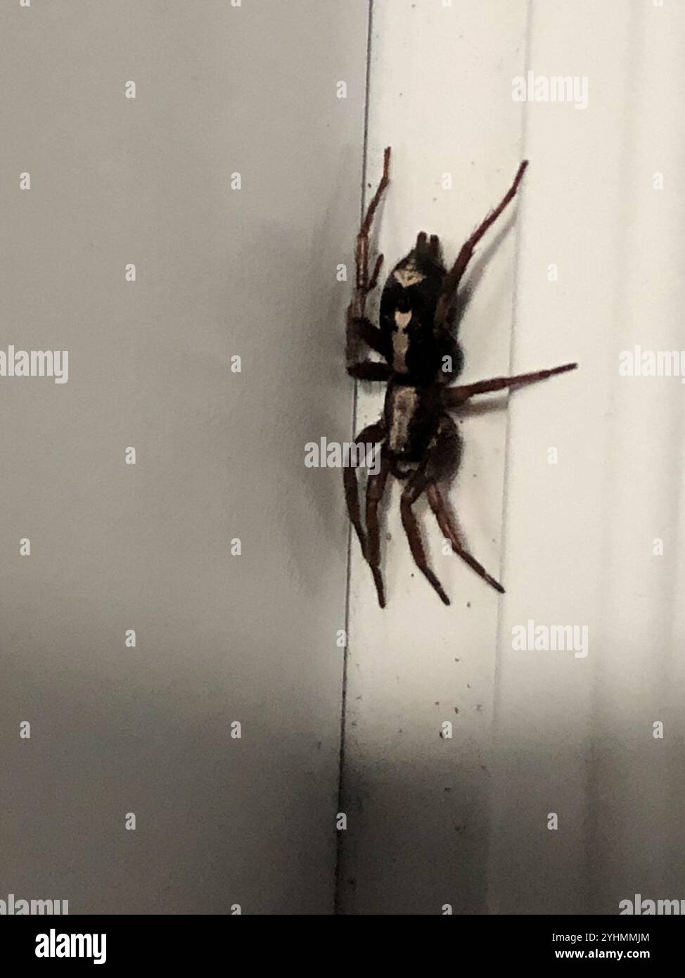 Eastern Parson Spider (Herpyllus ecclesiasticus Stock Photo - Alamy