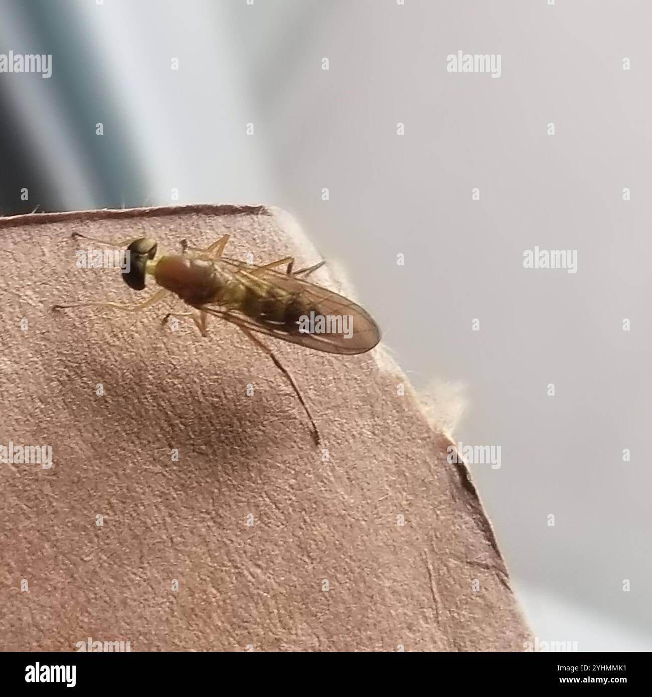 Compost Fly (Ptecticus trivittatus Stock Photo - Alamy