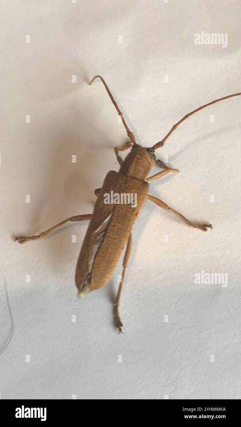 Poplar Borer (Saperda calcarata Stock Photo - Alamy