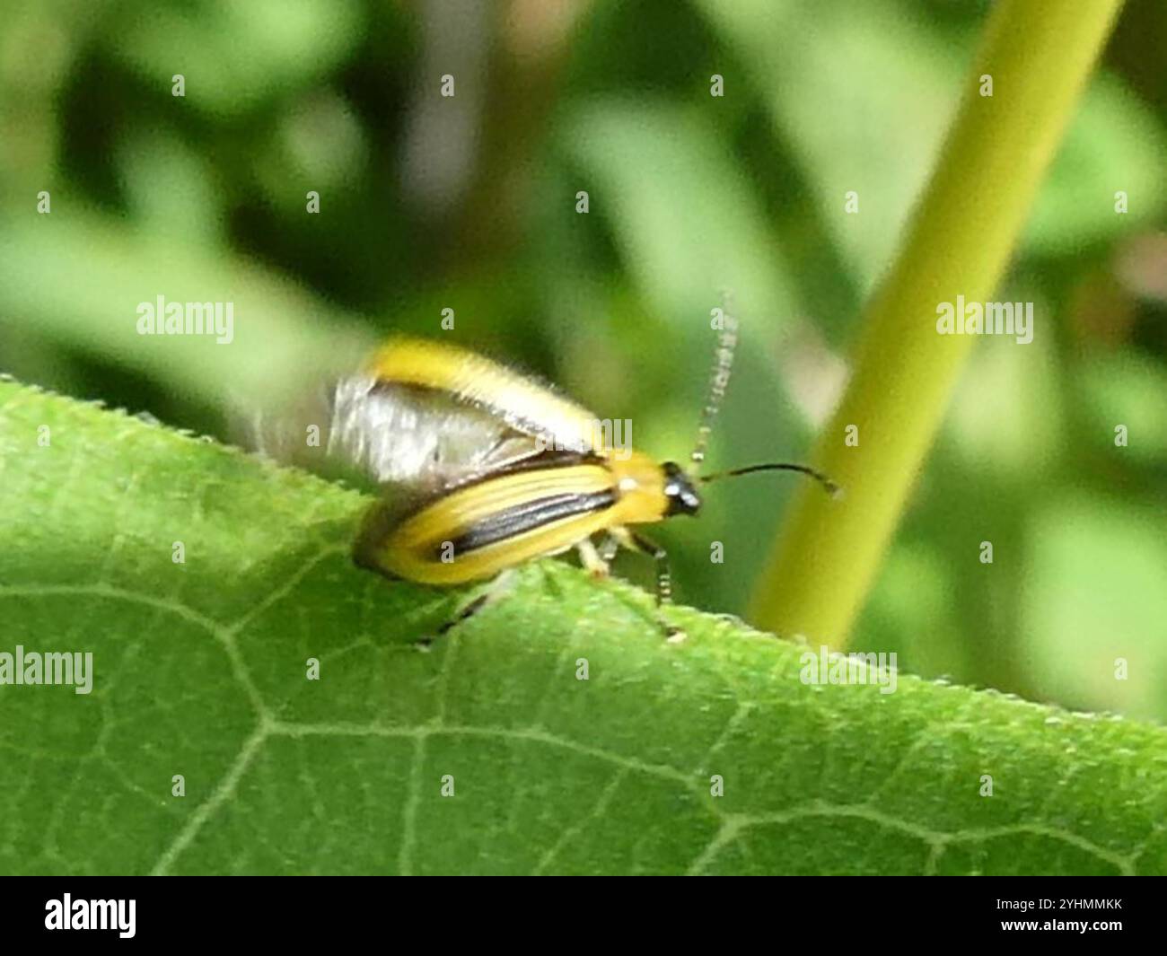 Striped Cucumber Beetle (Acalymma vittatum Stock Photo - Alamy