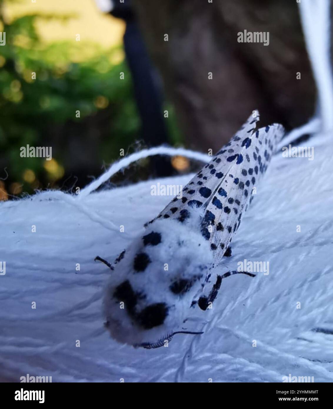 Wood leopard moth zeuzera pyrina hi-res stock photography and images ...