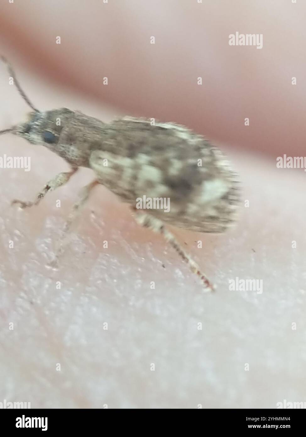 Peach Root Weevil (Pseudoedophrys hilleri Stock Photo - Alamy