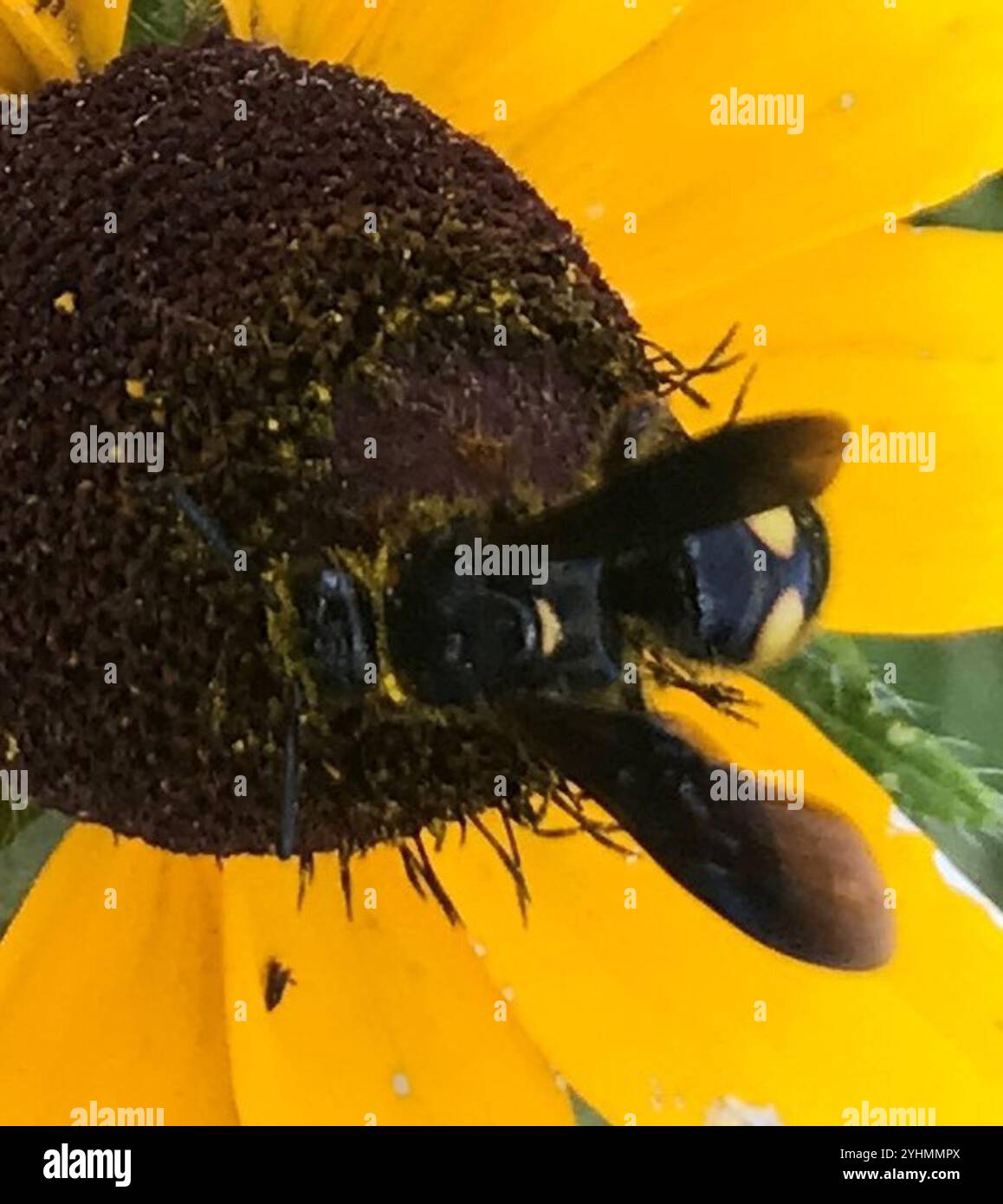 Noble Scoliid Wasp (Scolia nobilitata Stock Photo - Alamy