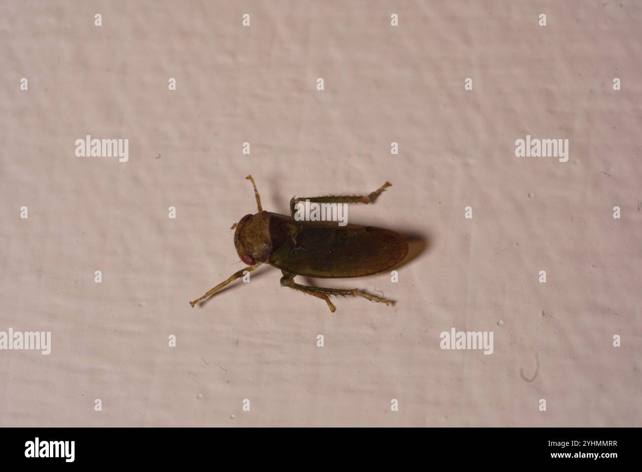 oak leafhopper (Iassus lanio Stock Photo - Alamy