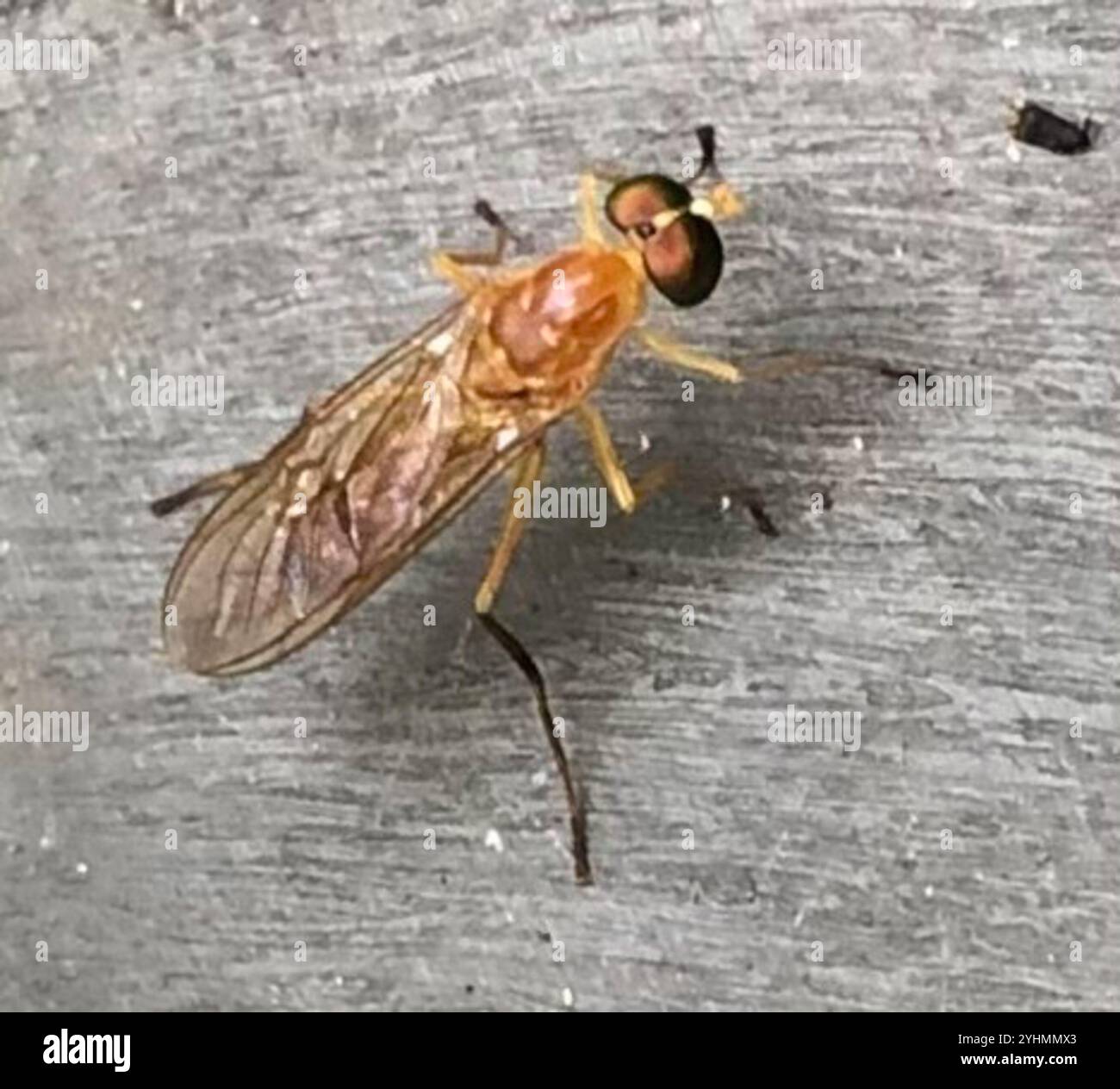 Compost Fly (Ptecticus trivittatus Stock Photo - Alamy