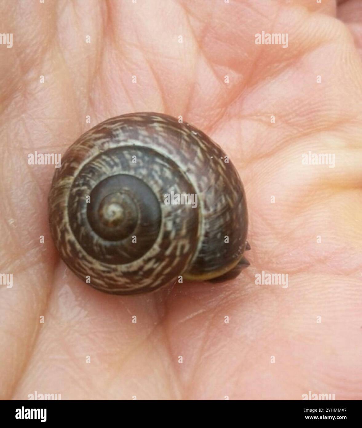 Copse Snail (Arianta arbustorum Stock Photo - Alamy