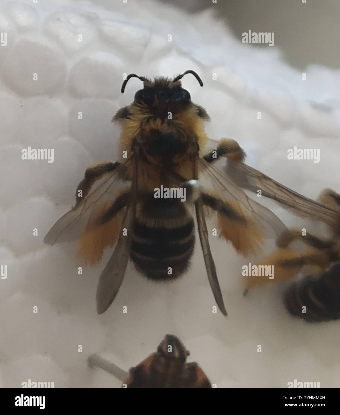 Pantaloon bees hi-res stock photography and images - Alamy