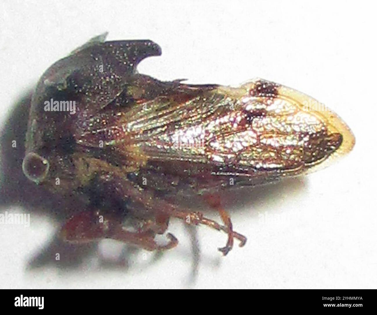 Typical treehoppers hi-res stock photography and images - Alamy