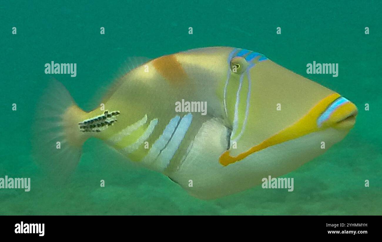 Lagoon Triggerfish (Rhinecanthus aculeatus Stock Photo - Alamy