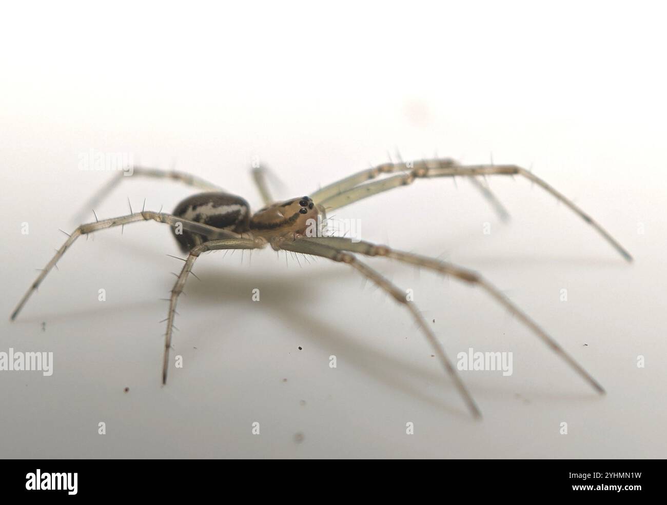 Common sheetweb spider (Linyphia triangularis Stock Photo - Alamy