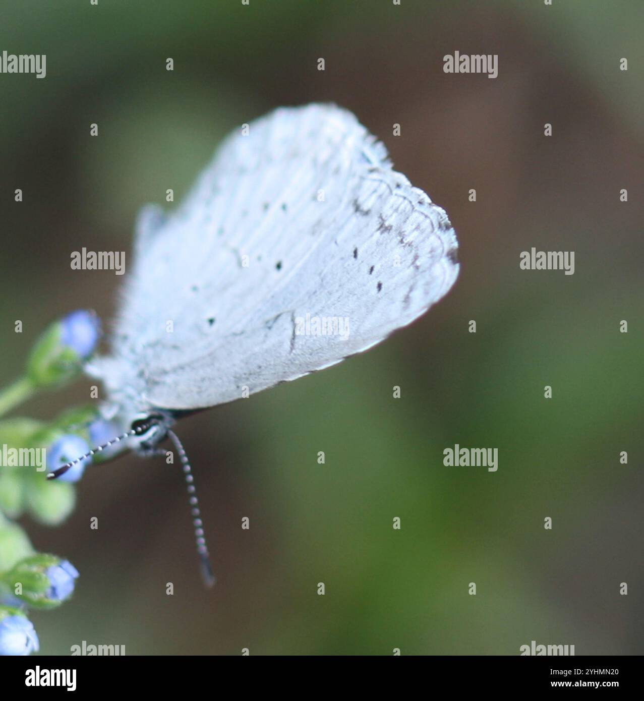 Echo Azure (Celastrina echo Stock Photo - Alamy