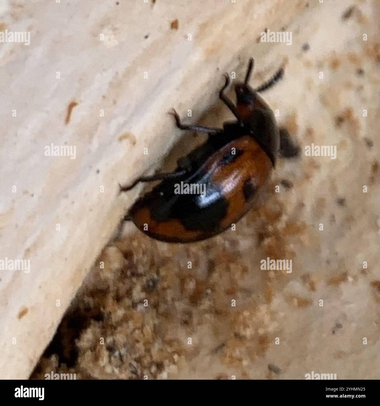 Two-spotted Diaperis (Diaperis maculata Stock Photo - Alamy