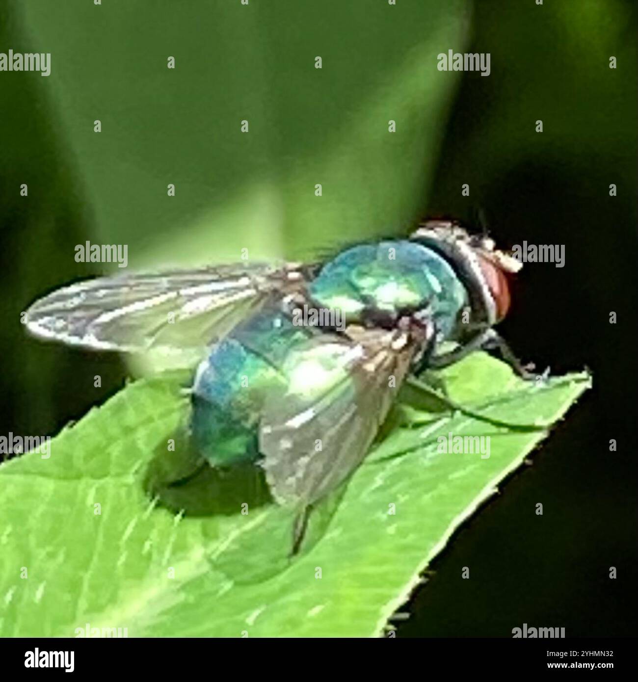 Greenbottle Flies (Lucilia Stock Photo - Alamy