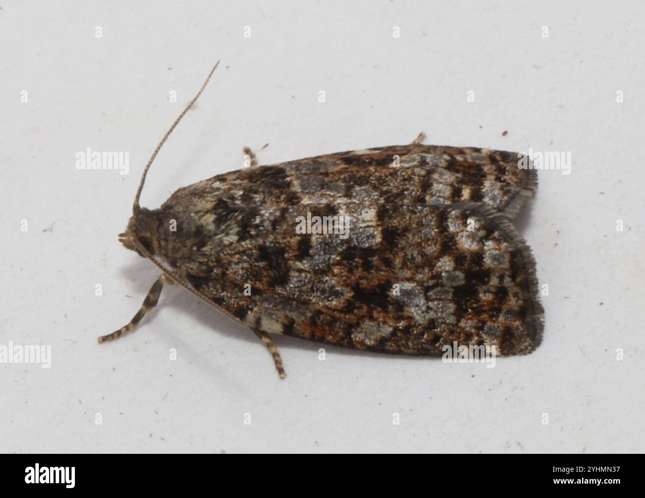 Spruce Budworm Moth (Choristoneura fumiferana Stock Photo - Alamy