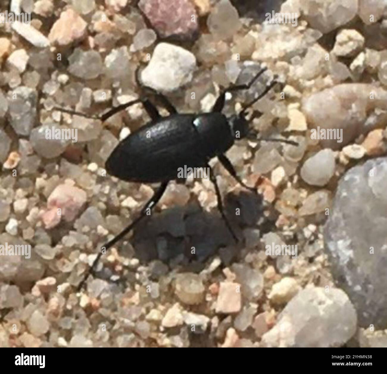 Desert Stink Beetles (Eleodes Stock Photo - Alamy