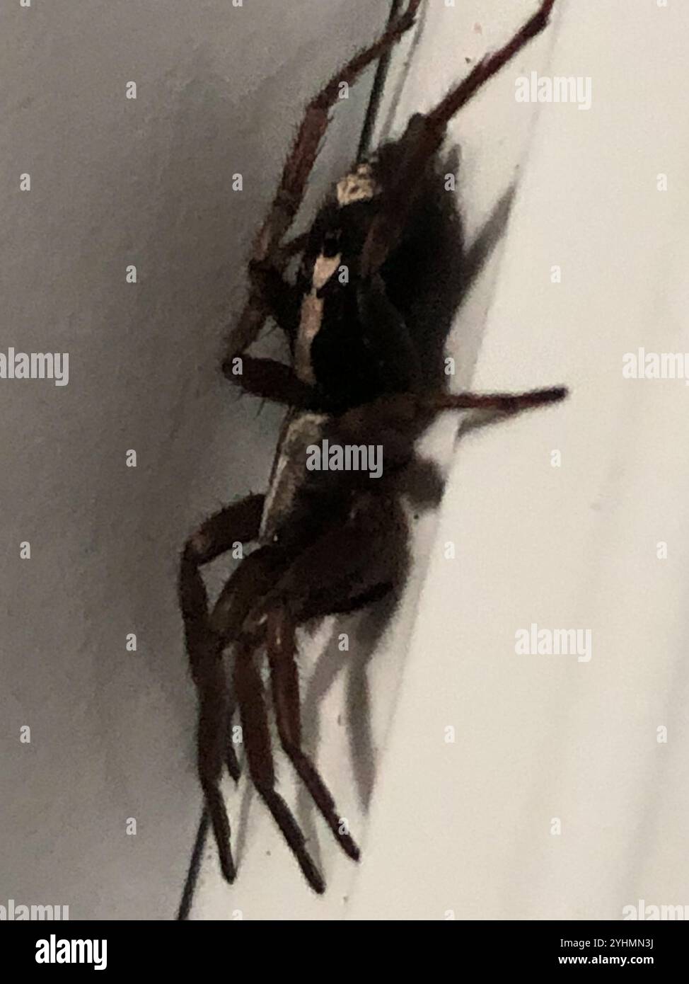 Eastern Parson Spider (Herpyllus ecclesiasticus Stock Photo - Alamy