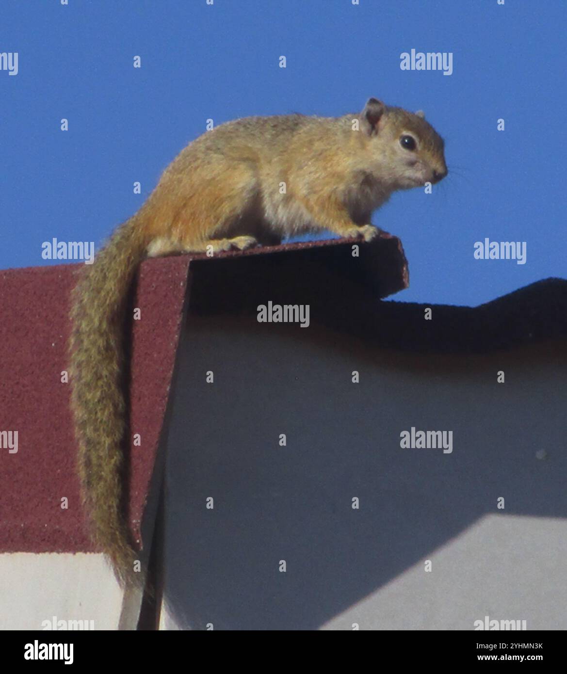 Smith's Bush Squirrel (Paraxerus cepapi Stock Photo - Alamy