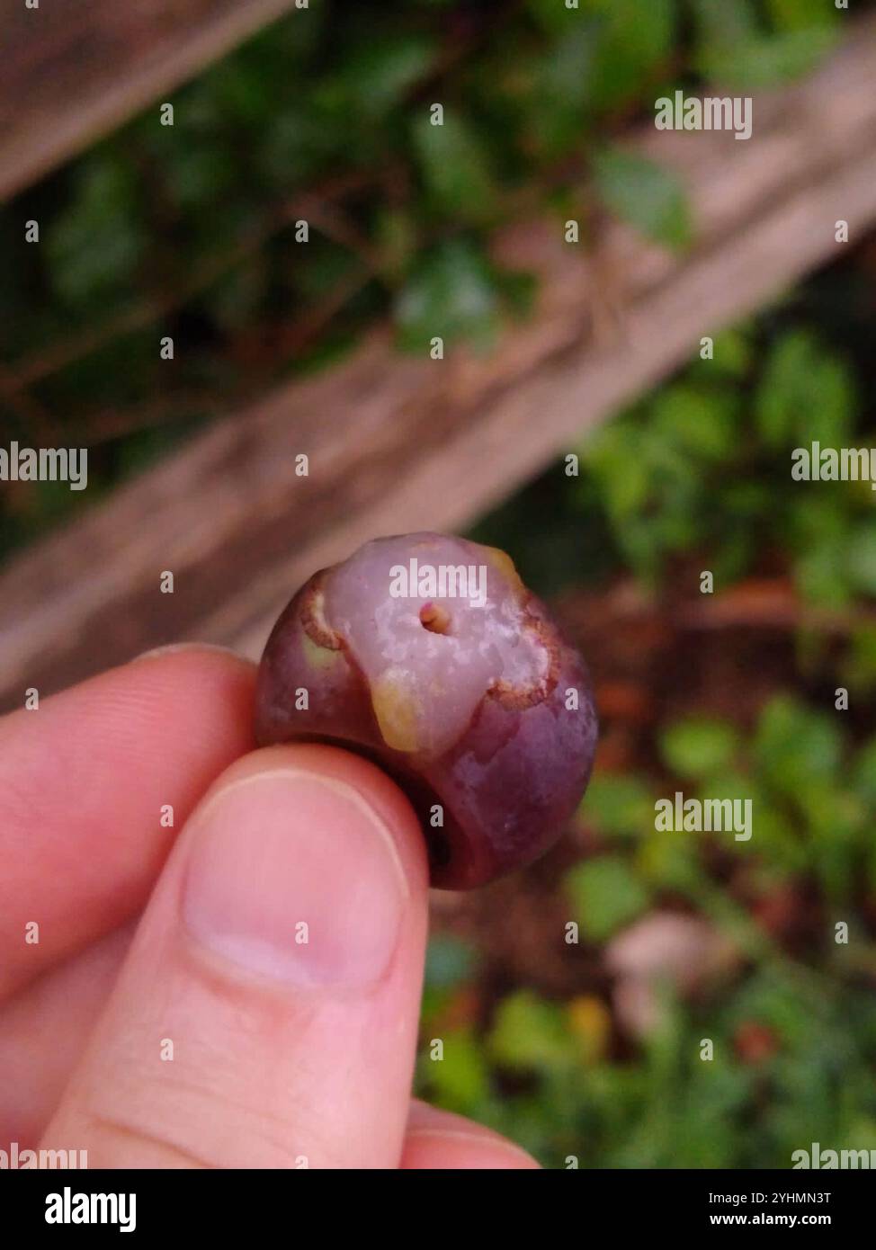 mustang grape (Vitis mustangensis Stock Photo - Alamy