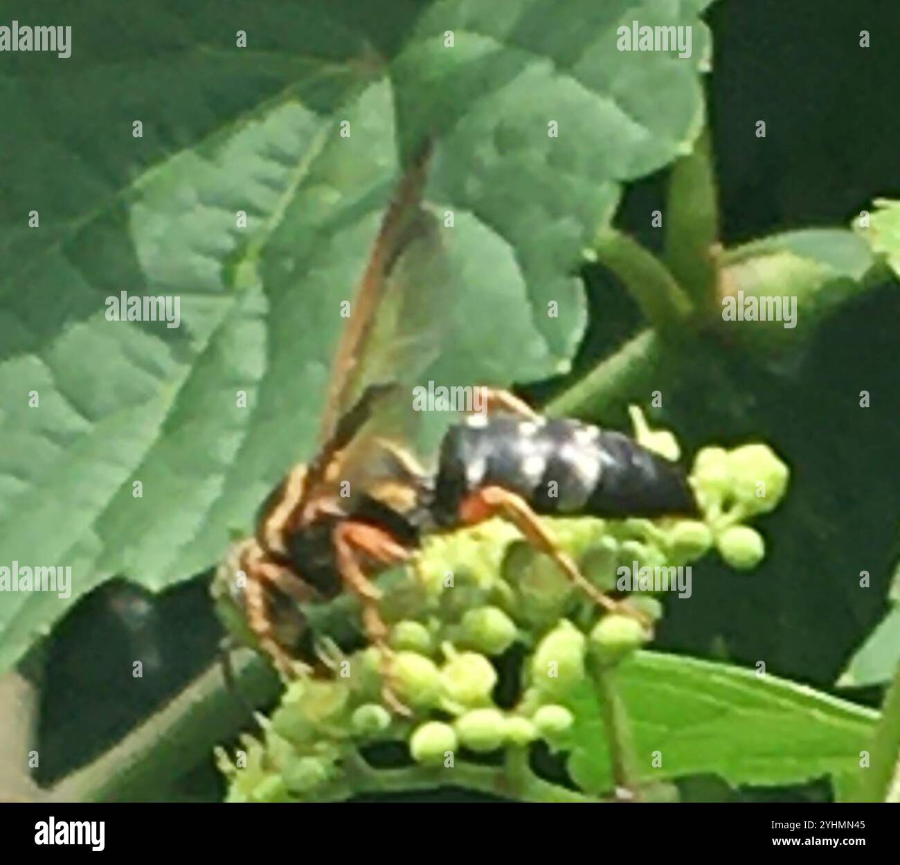 Eastern Cicada-killer Wasp (Sphecius speciosus Stock Photo - Alamy