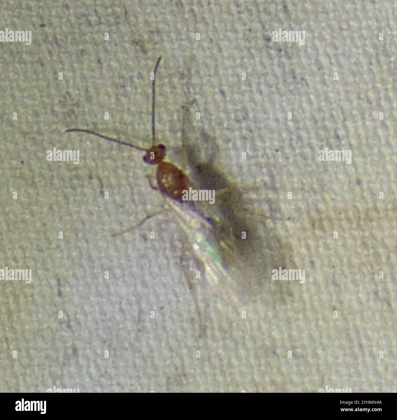 Asian Needle Ant (Brachyponera chinensis Stock Photo - Alamy