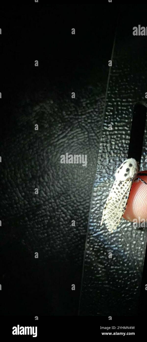 Wood Leopard Moth (Zeuzera pyrina Stock Photo - Alamy