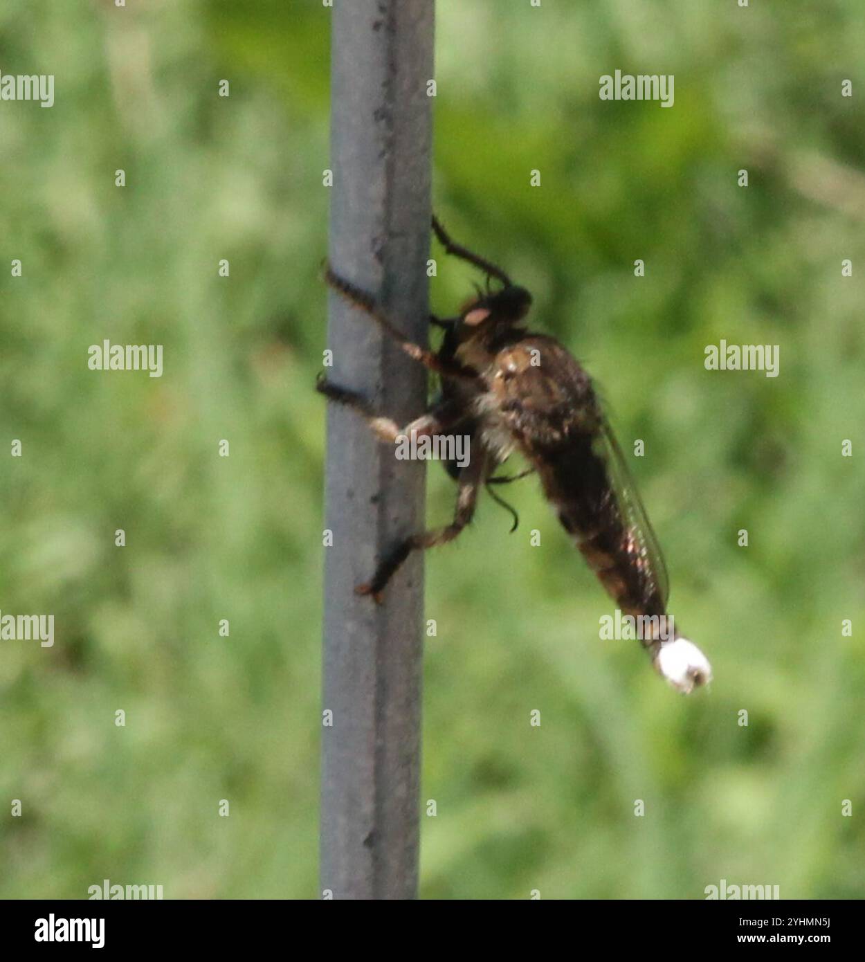 Giant Robber Flies (Promachus Stock Photo - Alamy