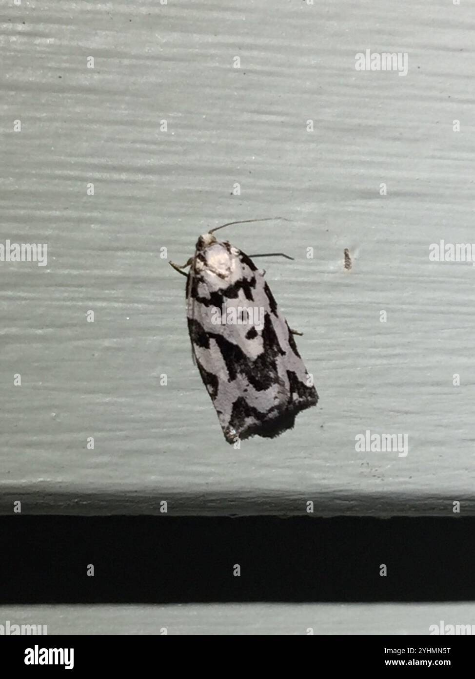Boldly-marked Archips Moth (Archips dissitana Stock Photo - Alamy