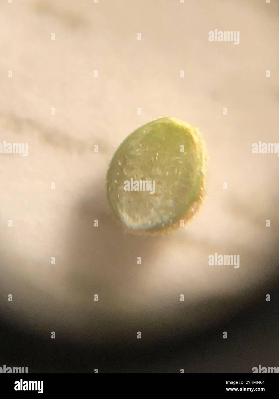 yellow sand paspalum (Paspalum setaceum stramineum Stock Photo - Alamy