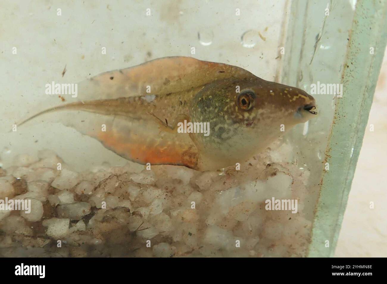 Kassina senegalensis hi-res stock photography and images - Alamy