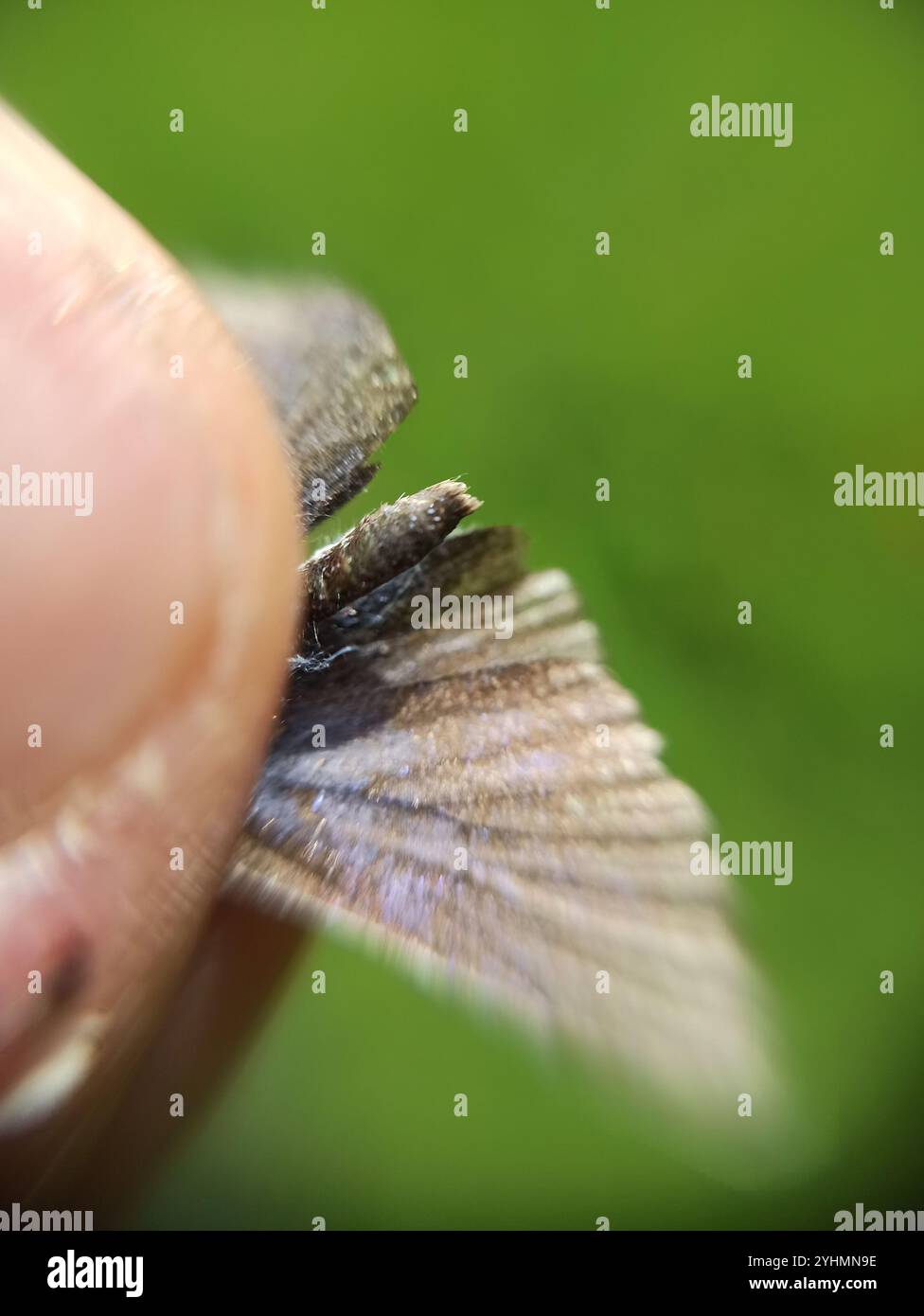 Gossamer-winged Butterflies (Lycaenidae Stock Photo - Alamy