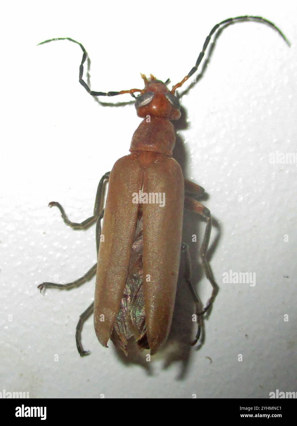 Zonitis hi-res stock photography and images - Alamy