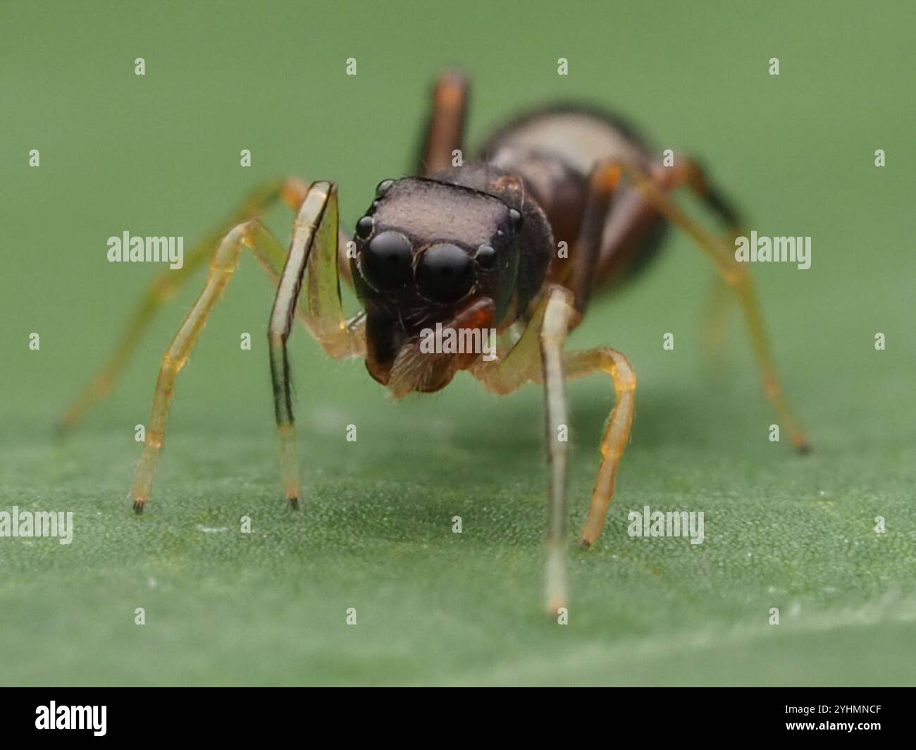 Slender Ant-mimic Jumping Spider (Synemosyna formica Stock Photo - Alamy