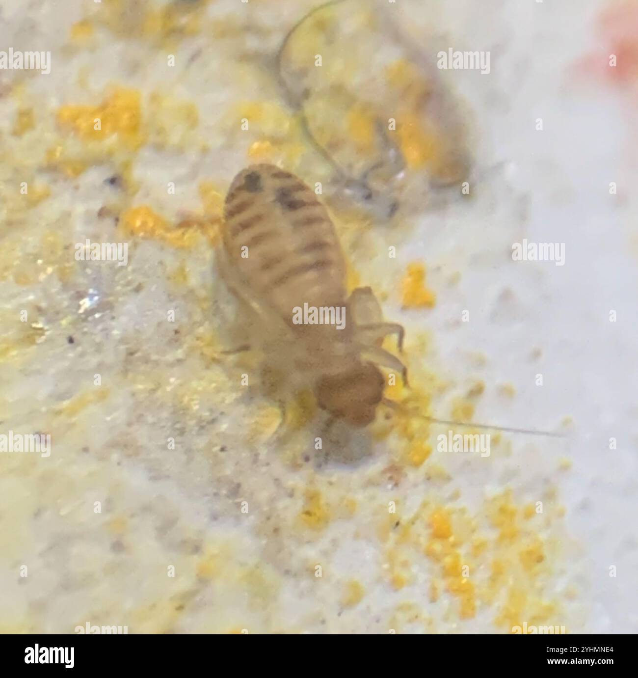 Barklice, Booklice, and Parasitic Lice (Psocodea Stock Photo - Alamy