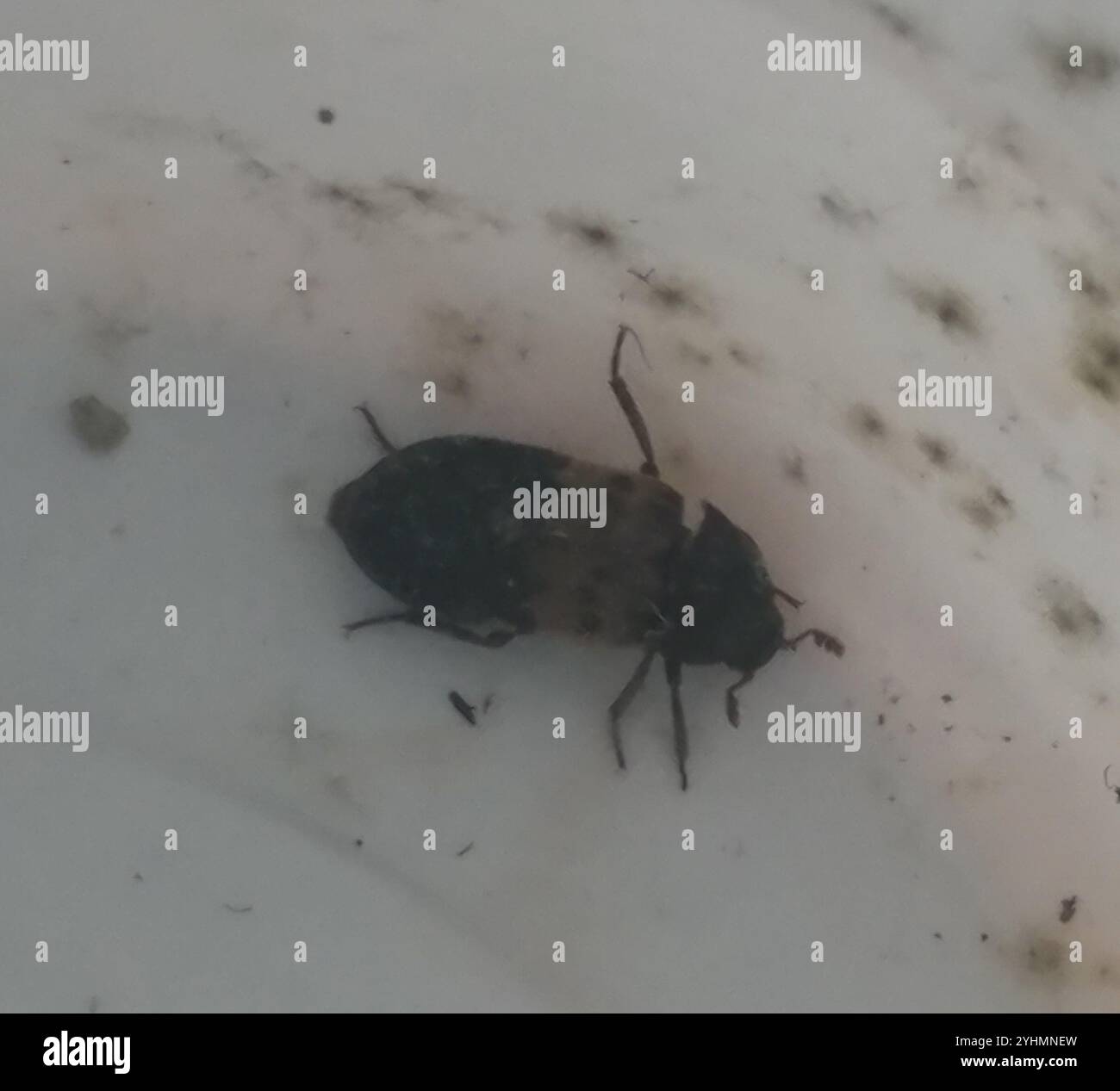 Larder Beetle (Dermestes lardarius Stock Photo - Alamy