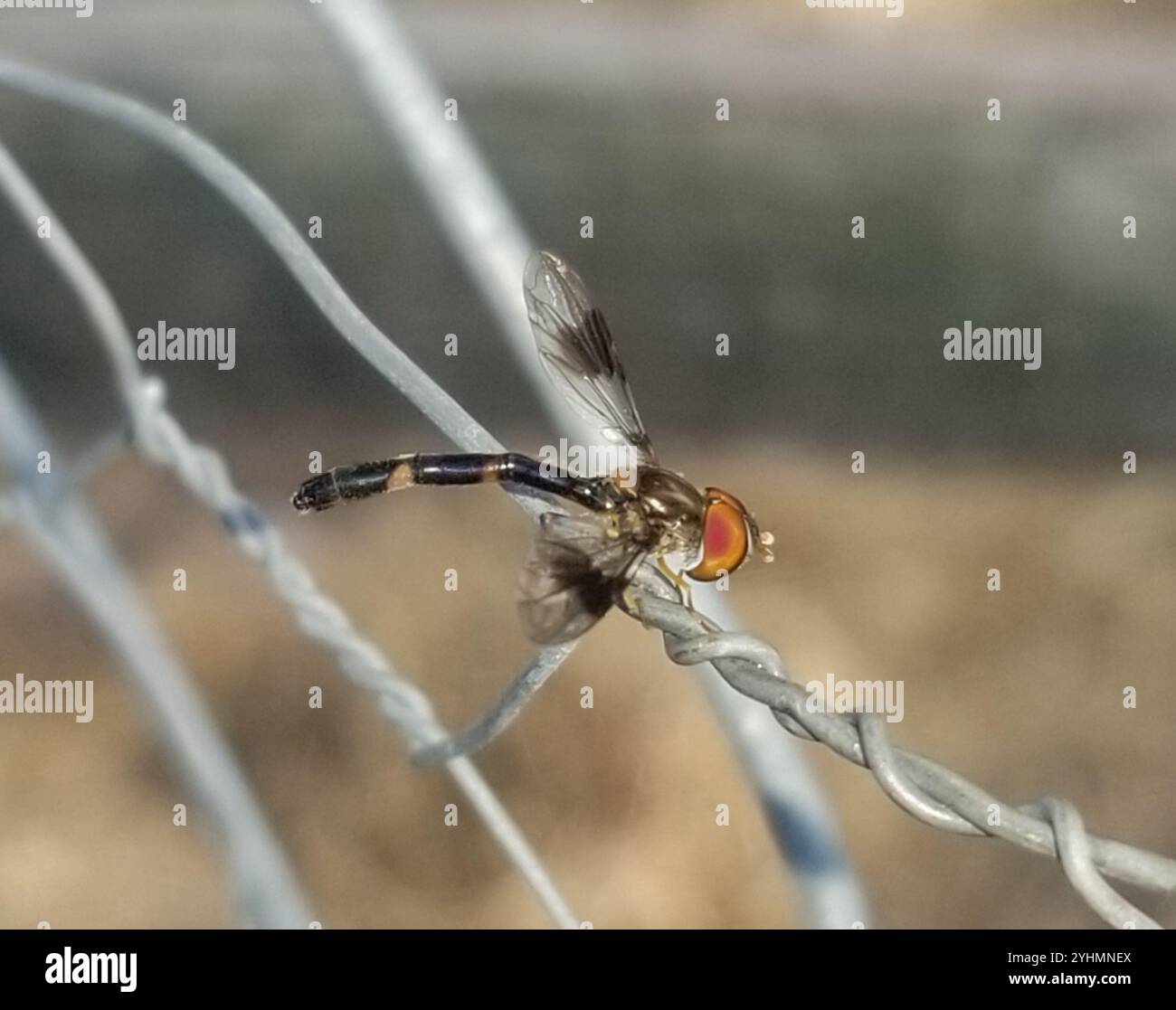 Eastern Band-winged Hover Fly (Hypocritanus fascipennis Stock Photo - Alamy