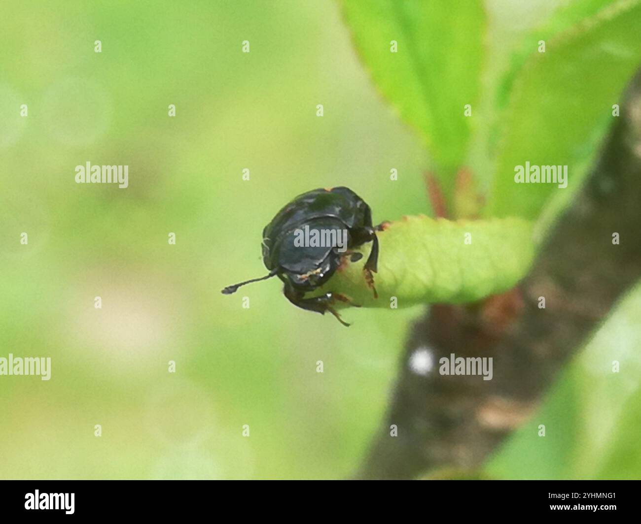 Four-spotted Sap Beetle (Glischrochilus quadrisignatus Stock Photo - Alamy