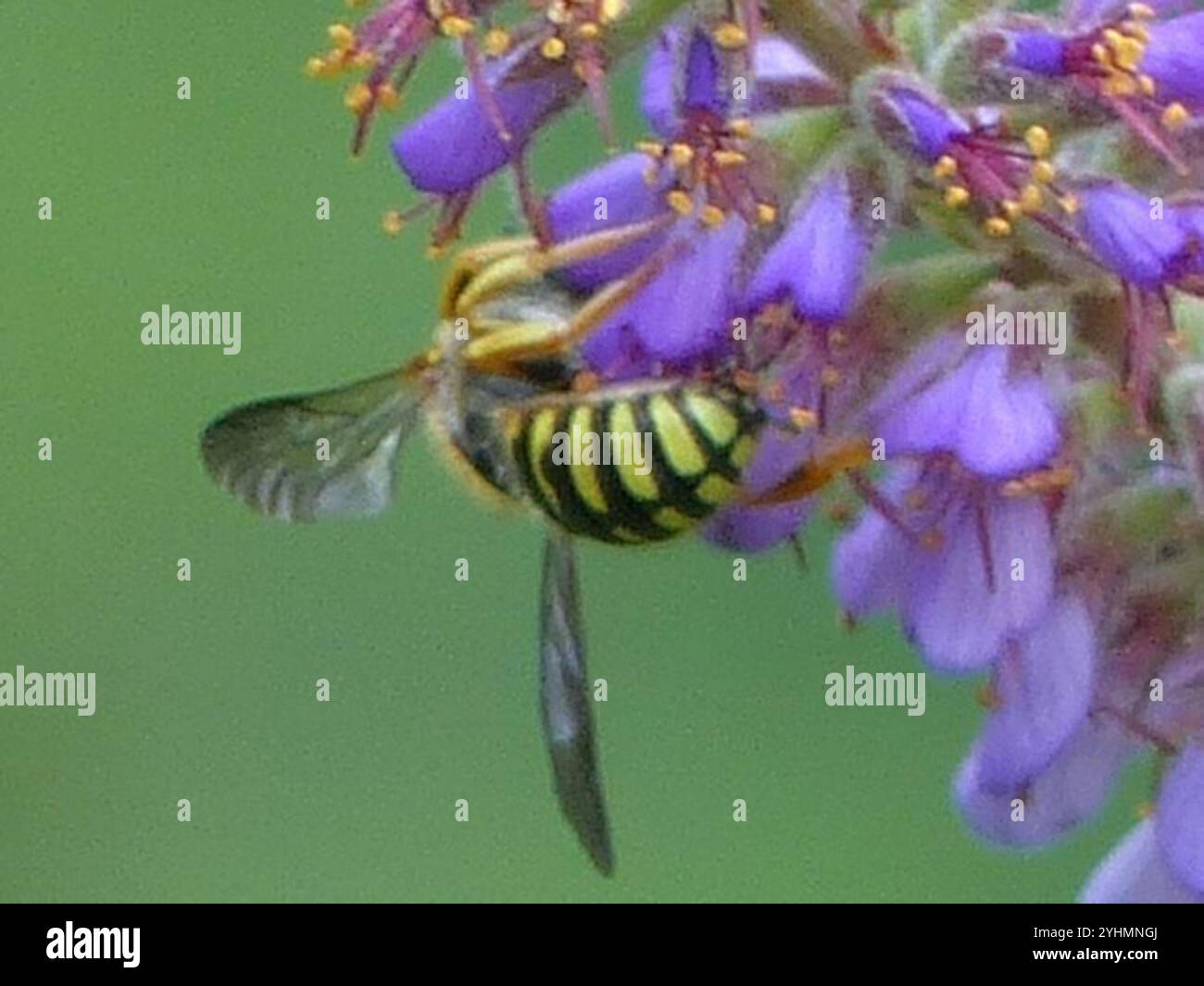 Anthidium oblongatum hi-res stock photography and images - Alamy