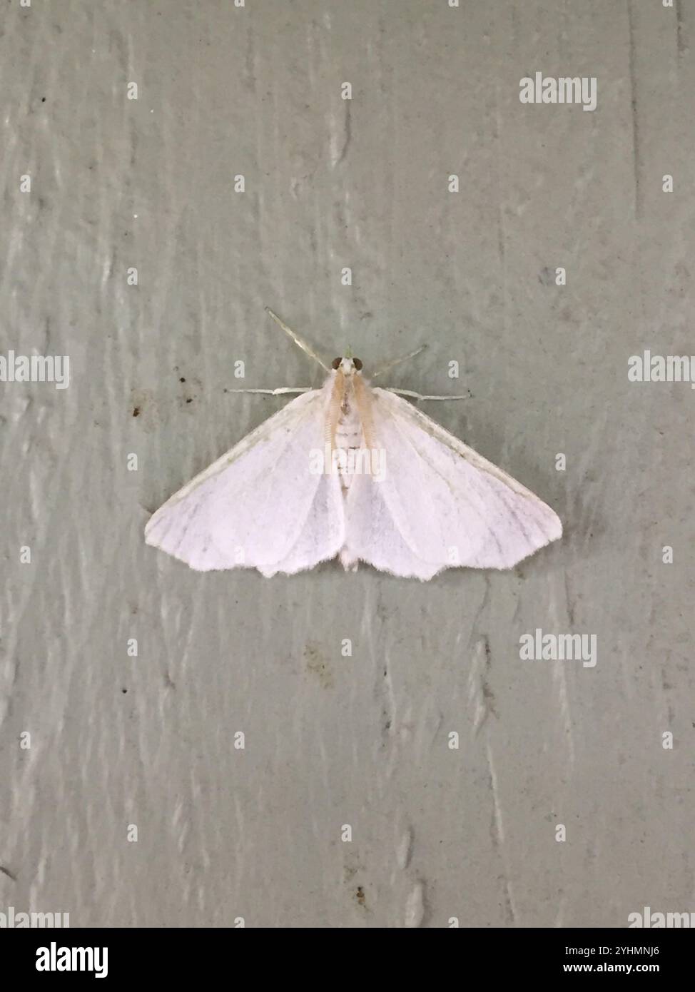 Ennomos subsignaria hi-res stock photography and images - Alamy