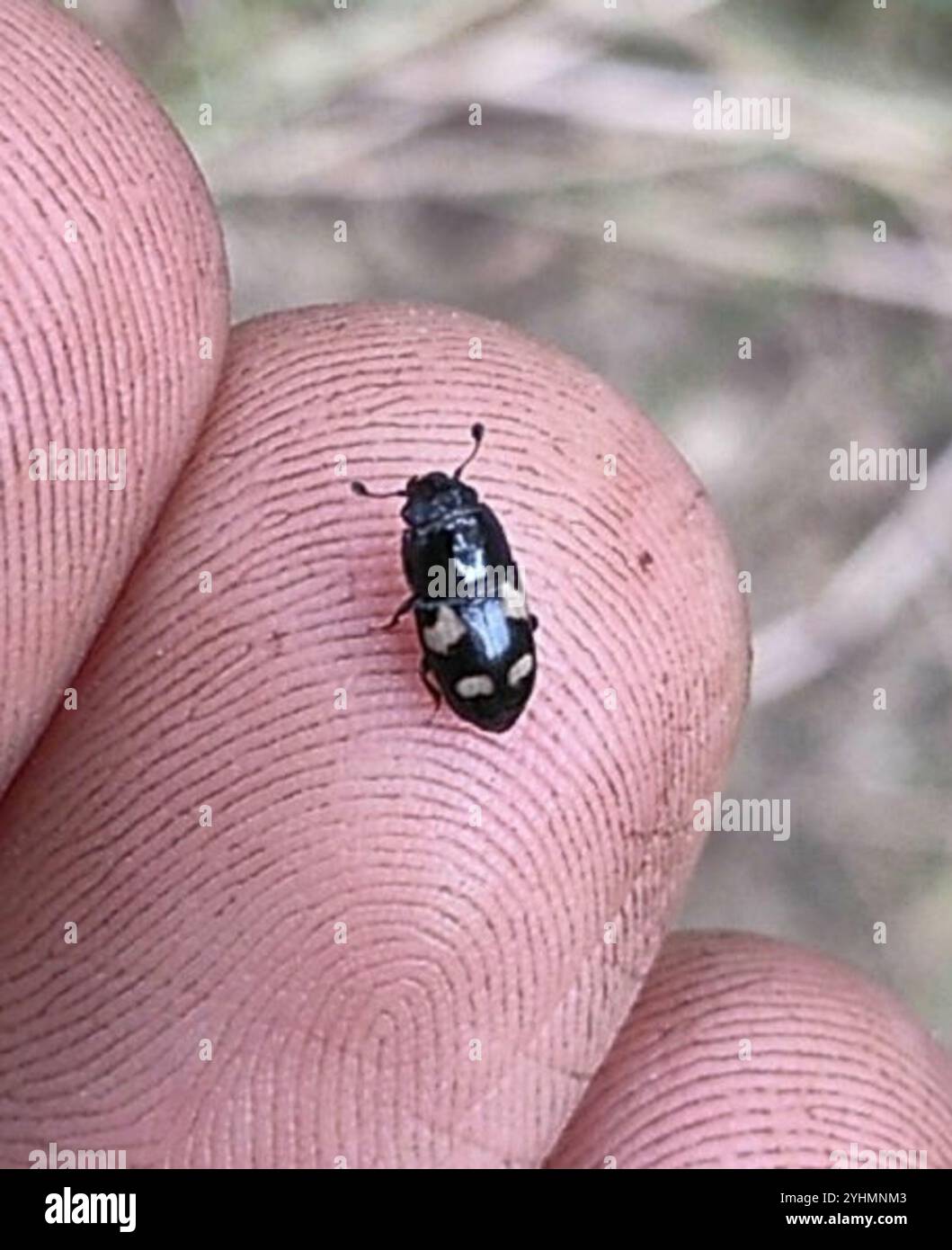Four-spotted Sap Beetle (Glischrochilus quadrisignatus Stock Photo - Alamy