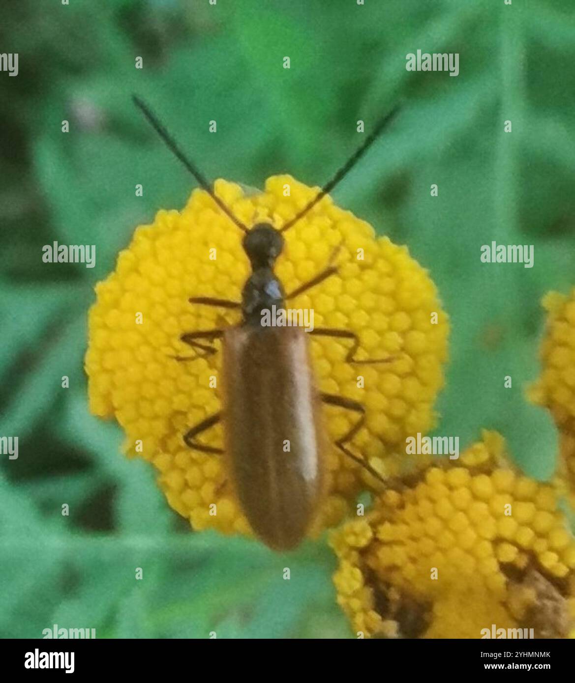 Rough-haired Lagria Beetle (Lagria hirta Stock Photo - Alamy