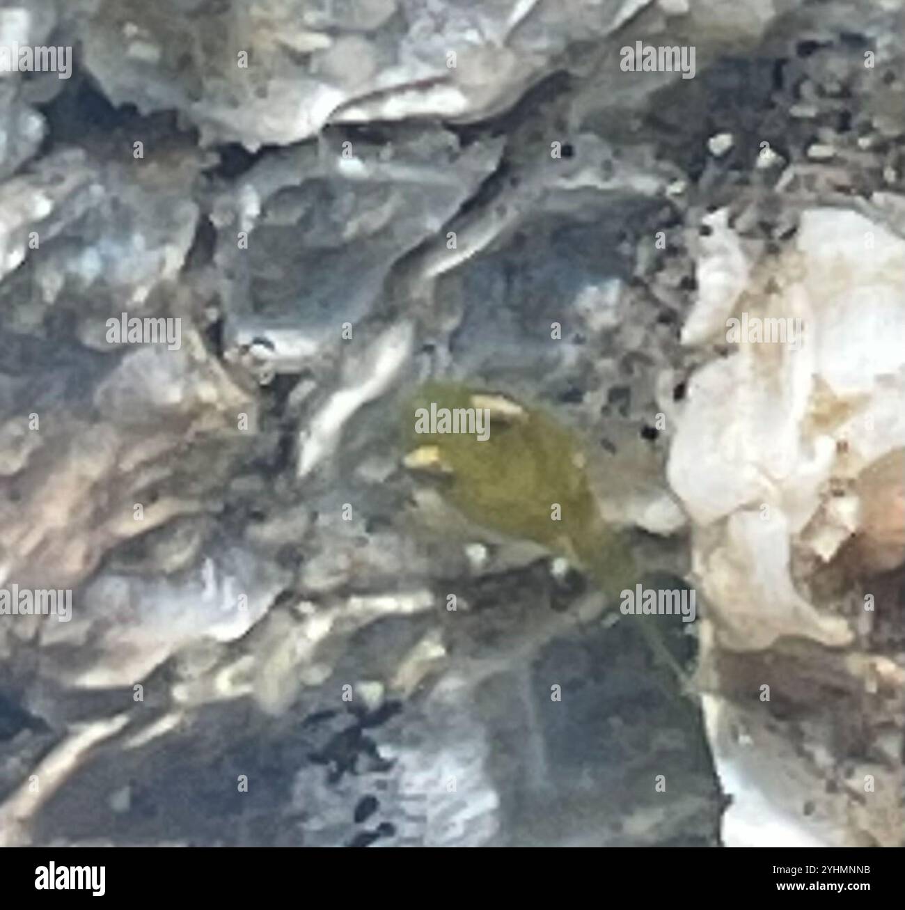 Ray-finned Fishes (Actinopterygii Stock Photo - Alamy