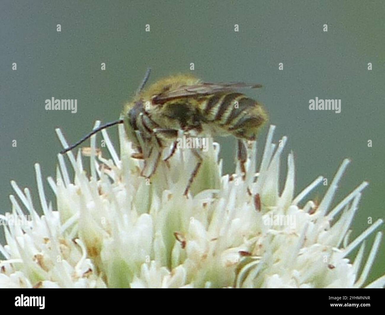 Alfalfa leafcutter bee megachile rotundata hi-res stock photography and ...
