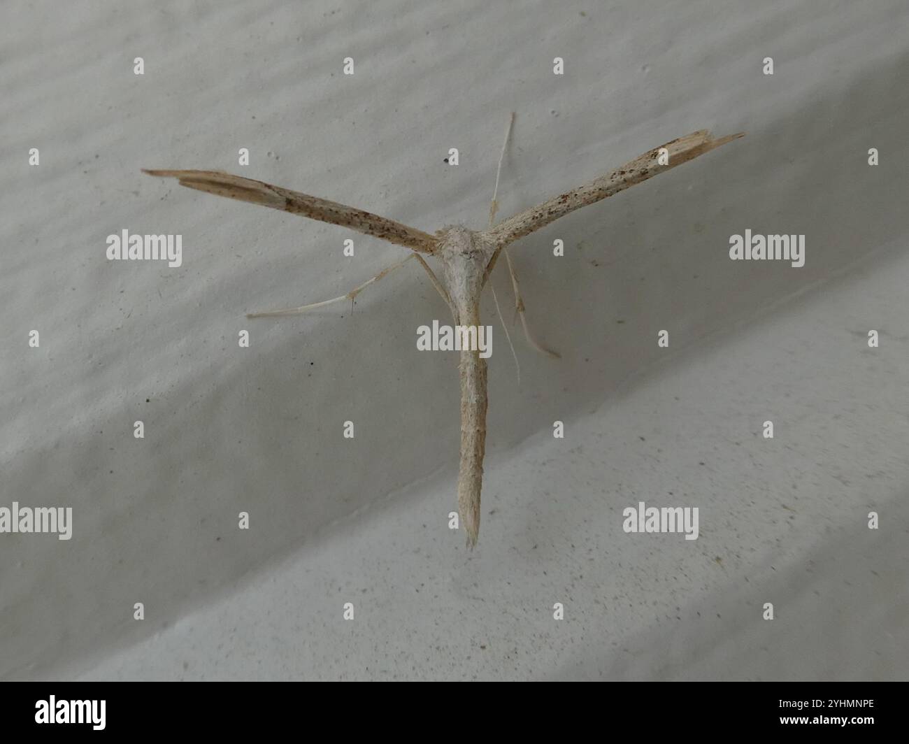 Plume Moths (Pterophoridae Stock Photo - Alamy