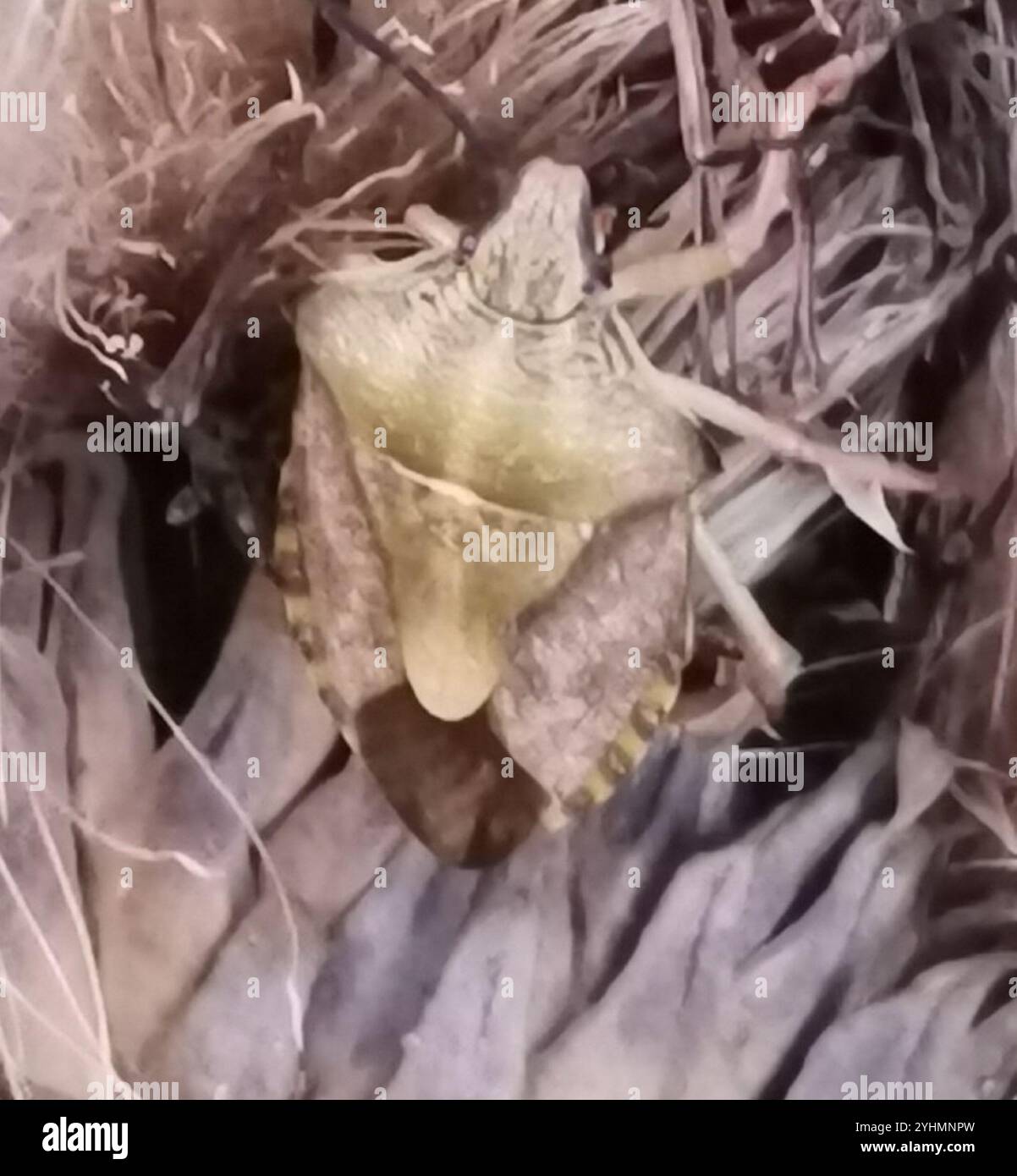 Black-shouldered Shieldbug (Carpocoris purpureipennis Stock Photo - Alamy