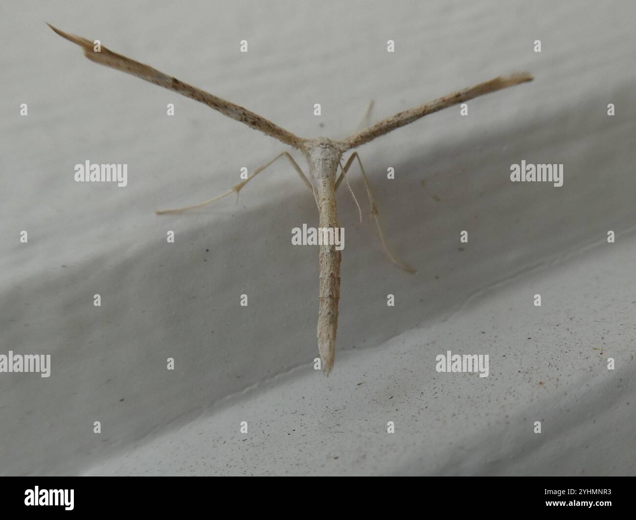 Plume Moths (Pterophoridae Stock Photo - Alamy