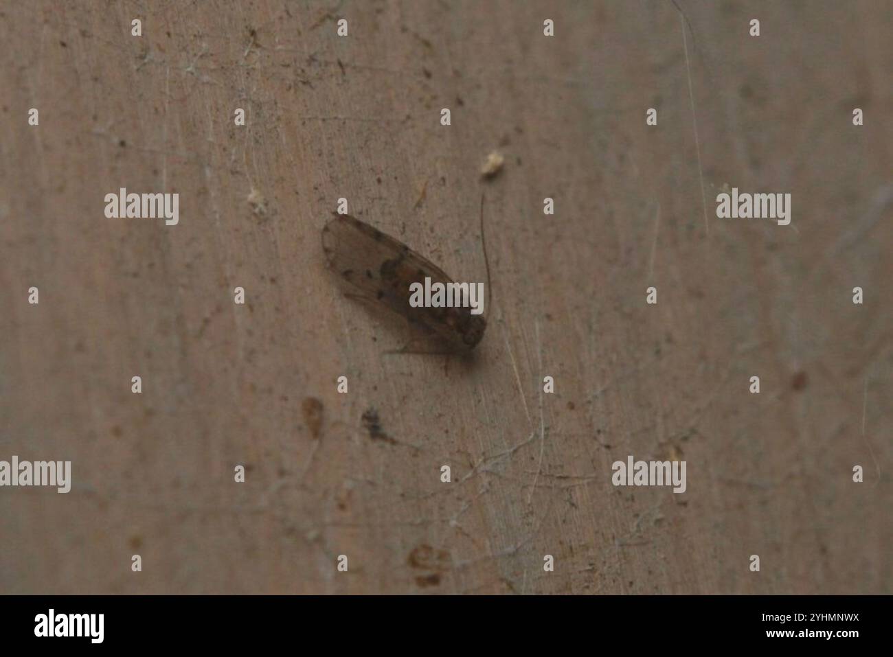 Peters' barklouse (Ectopsocus petersi Stock Photo - Alamy