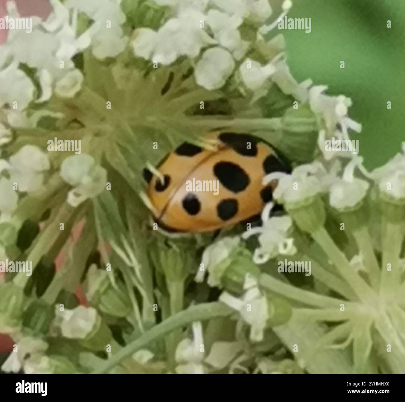 Notated Lady Beetle (Ceratomegilla notata Stock Photo - Alamy